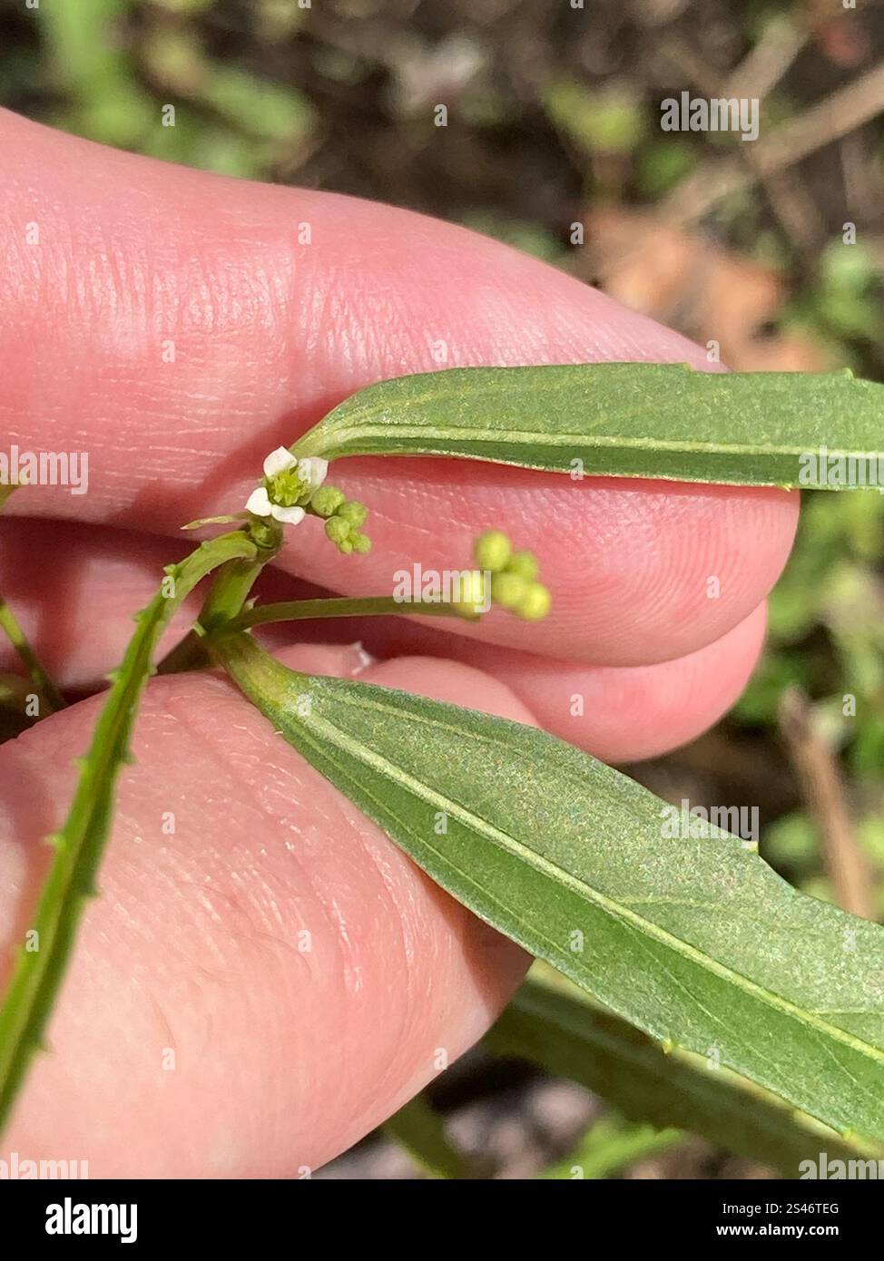 chestnutleaf false croton (Caperonia castaneifolia Stock Photo - Alamy