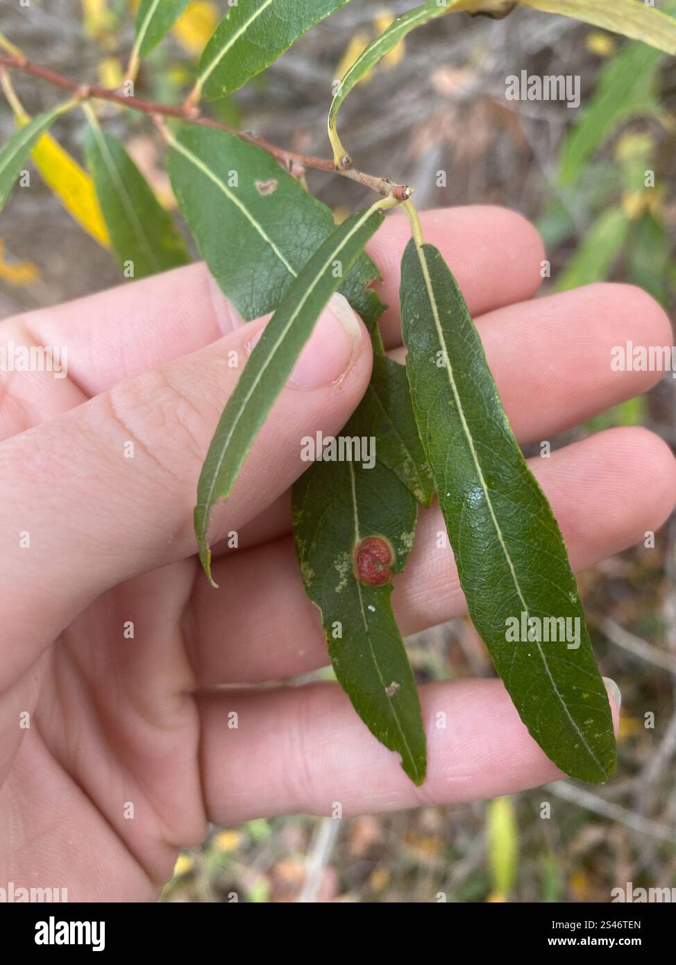 Willow Apple Gall Sawfly (Euura californica Stock Photo - Alamy