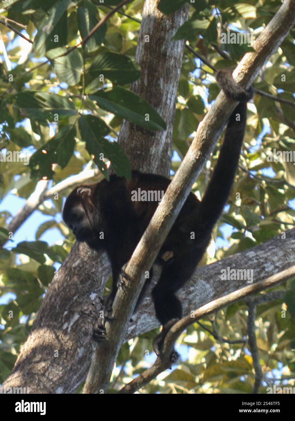 Mantled Howler Monkey (Alouatta palliata Stock Photo - Alamy
