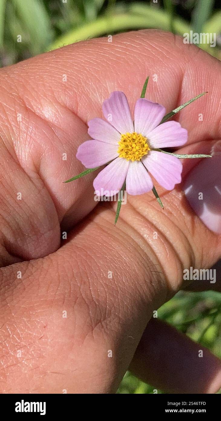 southwestern cosmos (Cosmos parviflorus Stock Photo - Alamy