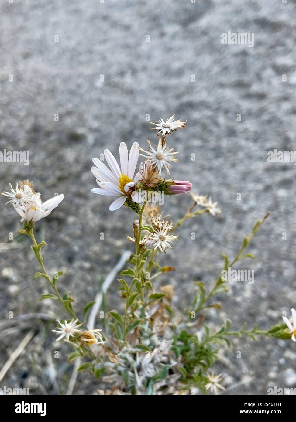 California Aster (Corethrogyne filaginifolia Stock Photo - Alamy