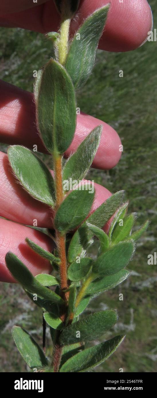 Fire Curryflower (Lasiosiphon anthylloides Stock Photo - Alamy