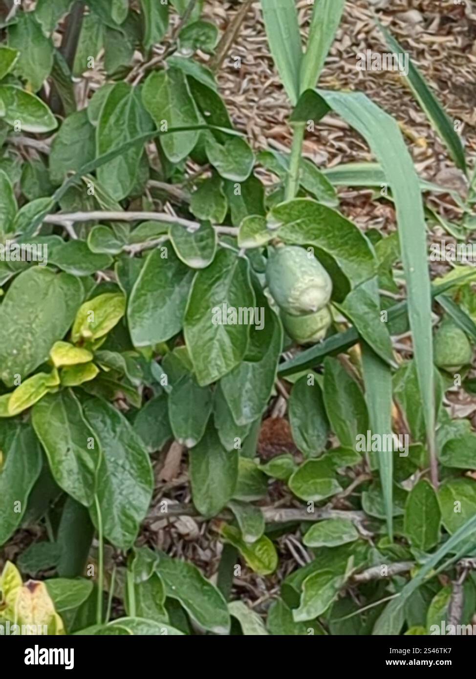 Climbing fig (Ficus pumila Stock Photo - Alamy