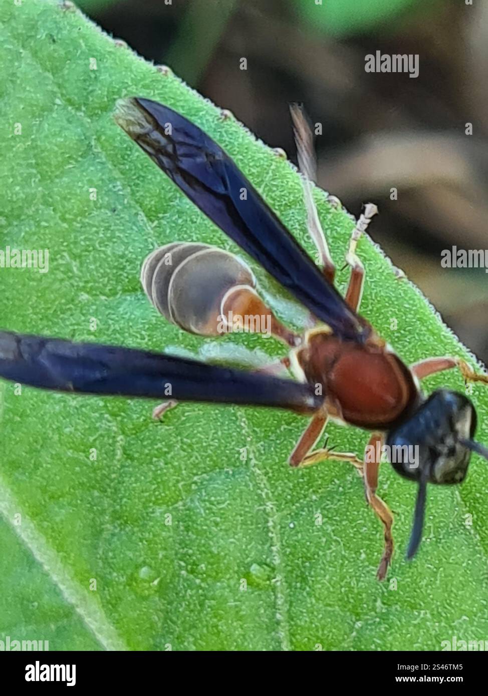 Hornets, Paper Wasps, Potter Wasps, and Allies (Vespidae Stock Photo ...