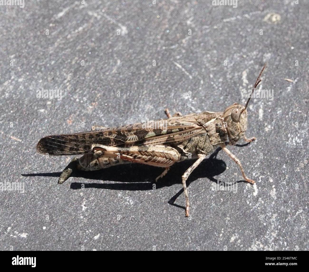 Australian Plague Locust (Chortoicetes terminifera Stock Photo - Alamy