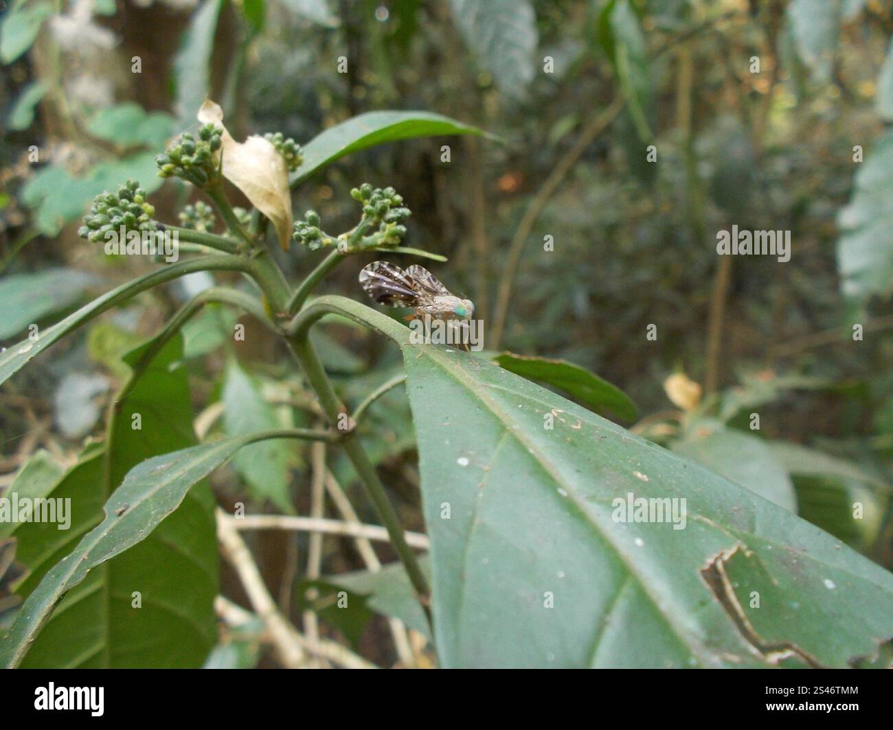Signal Flies (Platystomatidae Stock Photo - Alamy