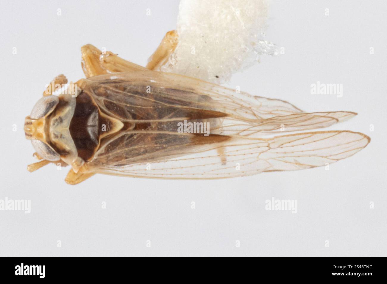 small brown planthopper (Laodelphax striatella Stock Photo - Alamy