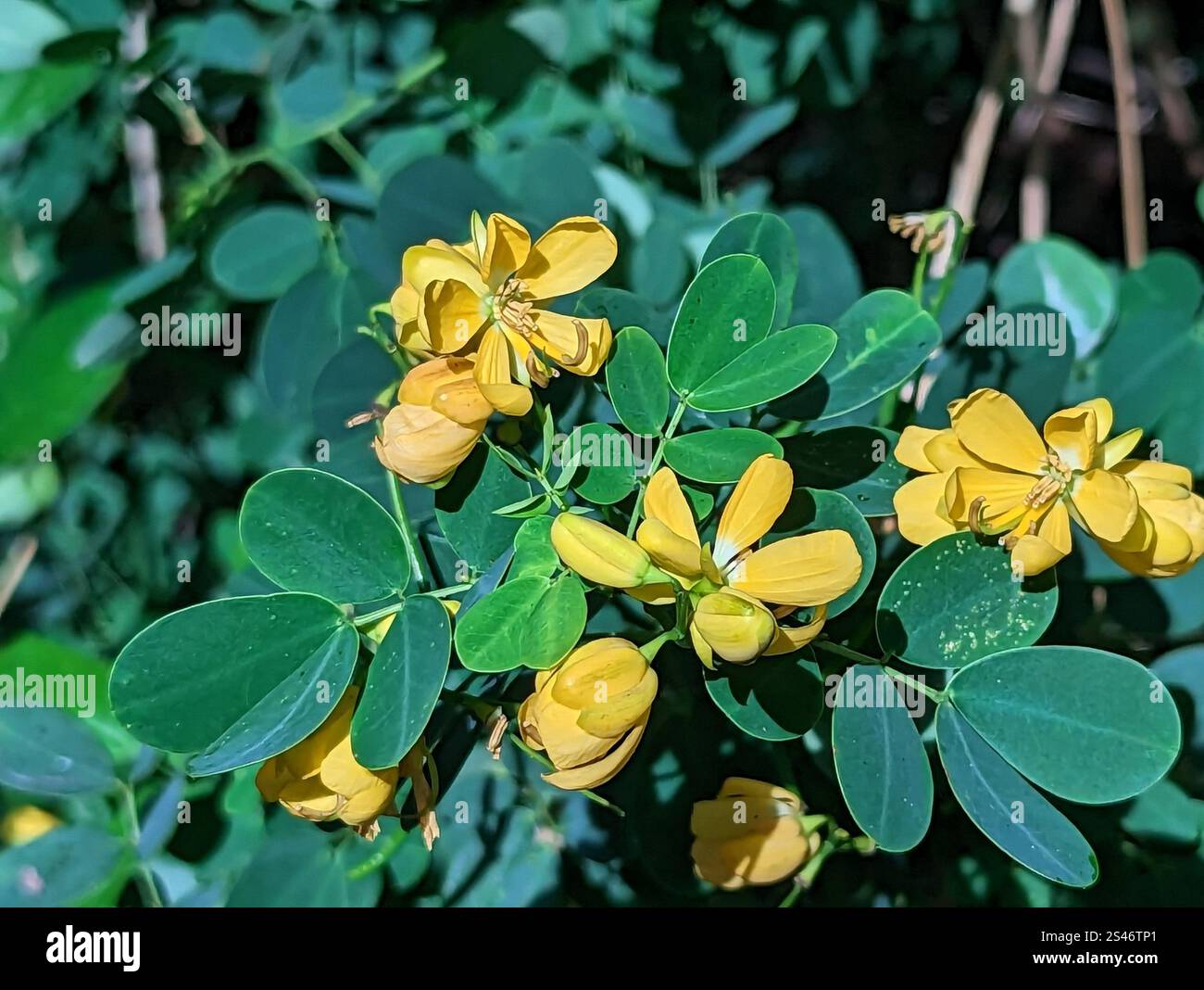 Money Bush (Senna bicapsularis Stock Photo - Alamy