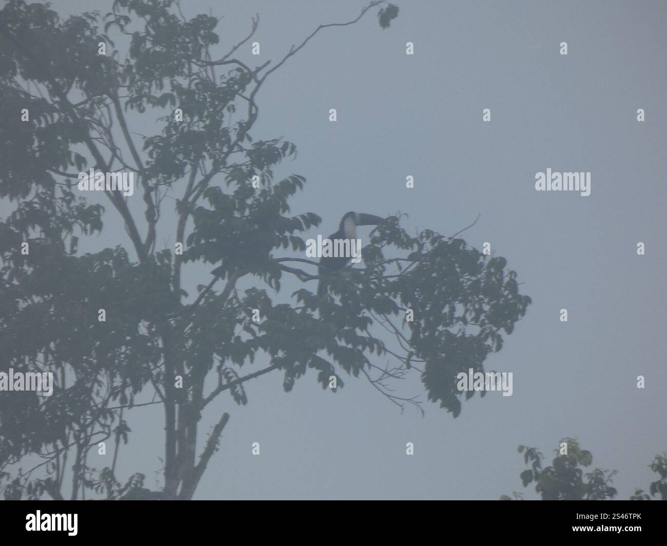 White-throated Toucan (Ramphastos tucanus Stock Photo - Alamy