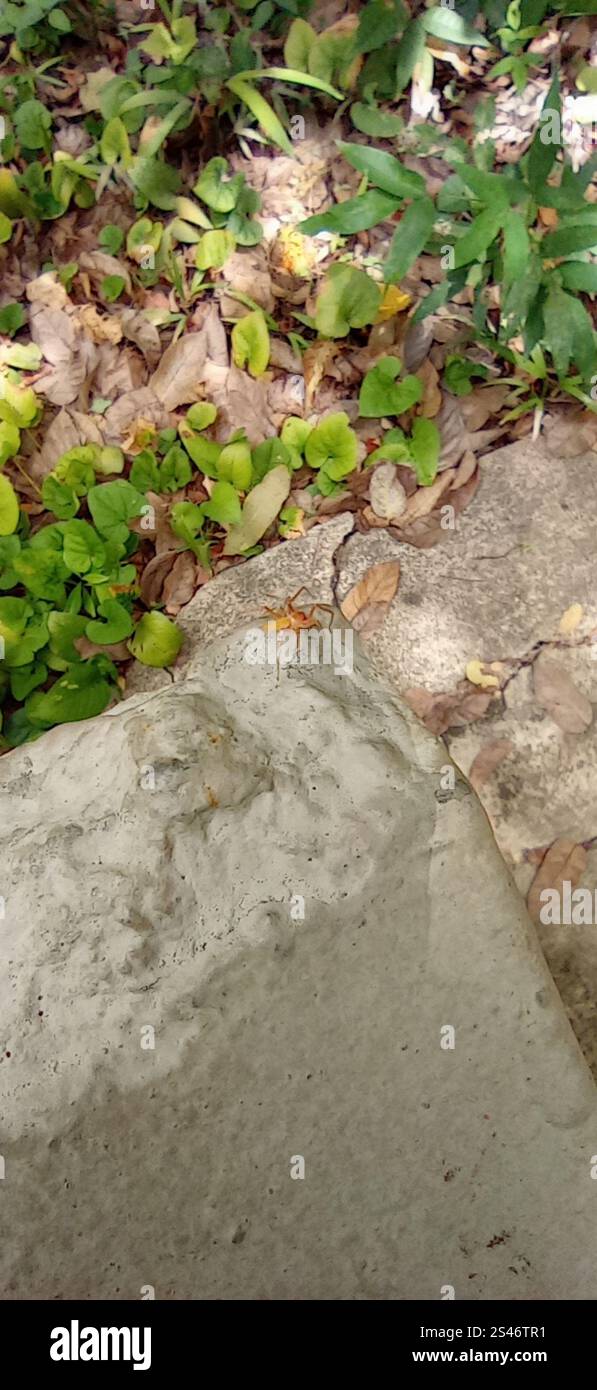 Ghost Spiders (Anyphaenidae Stock Photo - Alamy