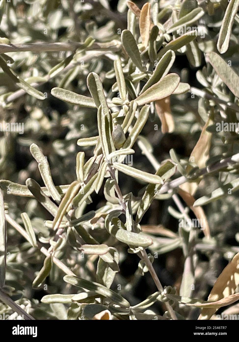 Fourwing Saltbush (Atriplex canescens Stock Photo - Alamy