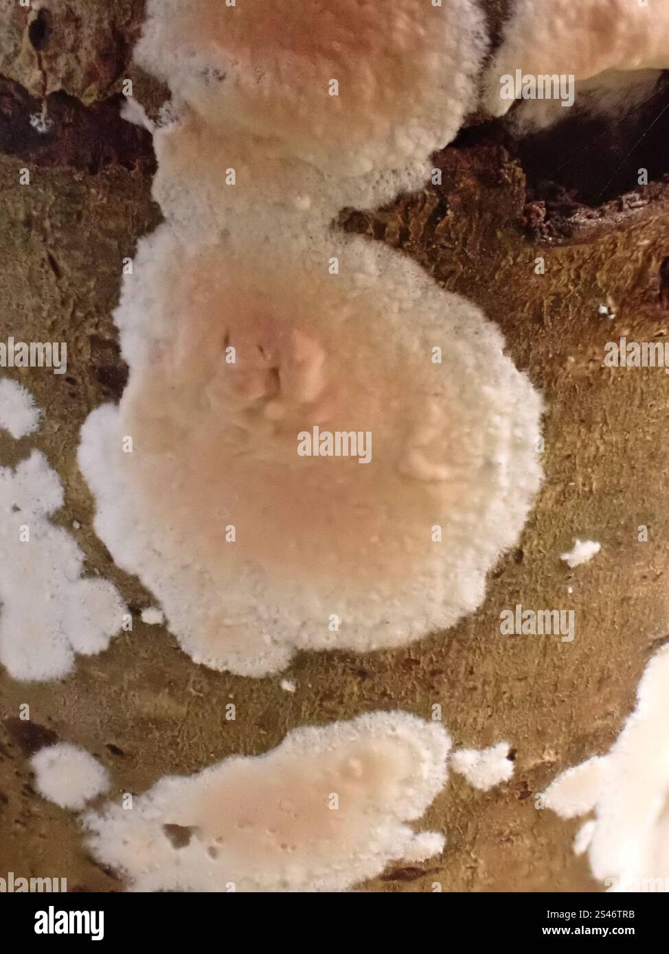 Ascomycete Fungi (Ascomycota Stock Photo - Alamy