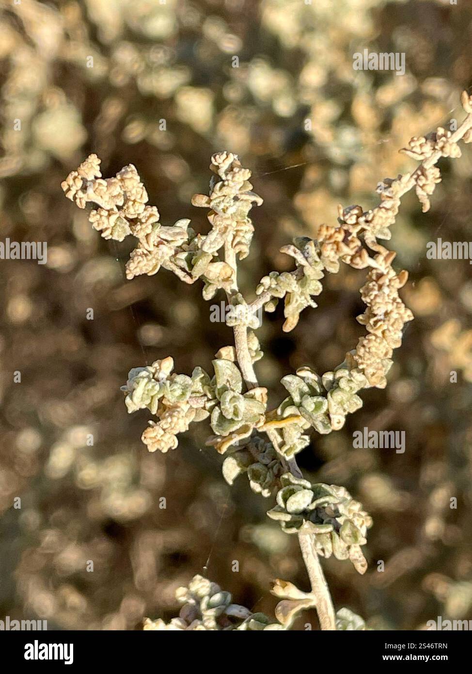 Cattle Saltbush (Atriplex polycarpa Stock Photo - Alamy