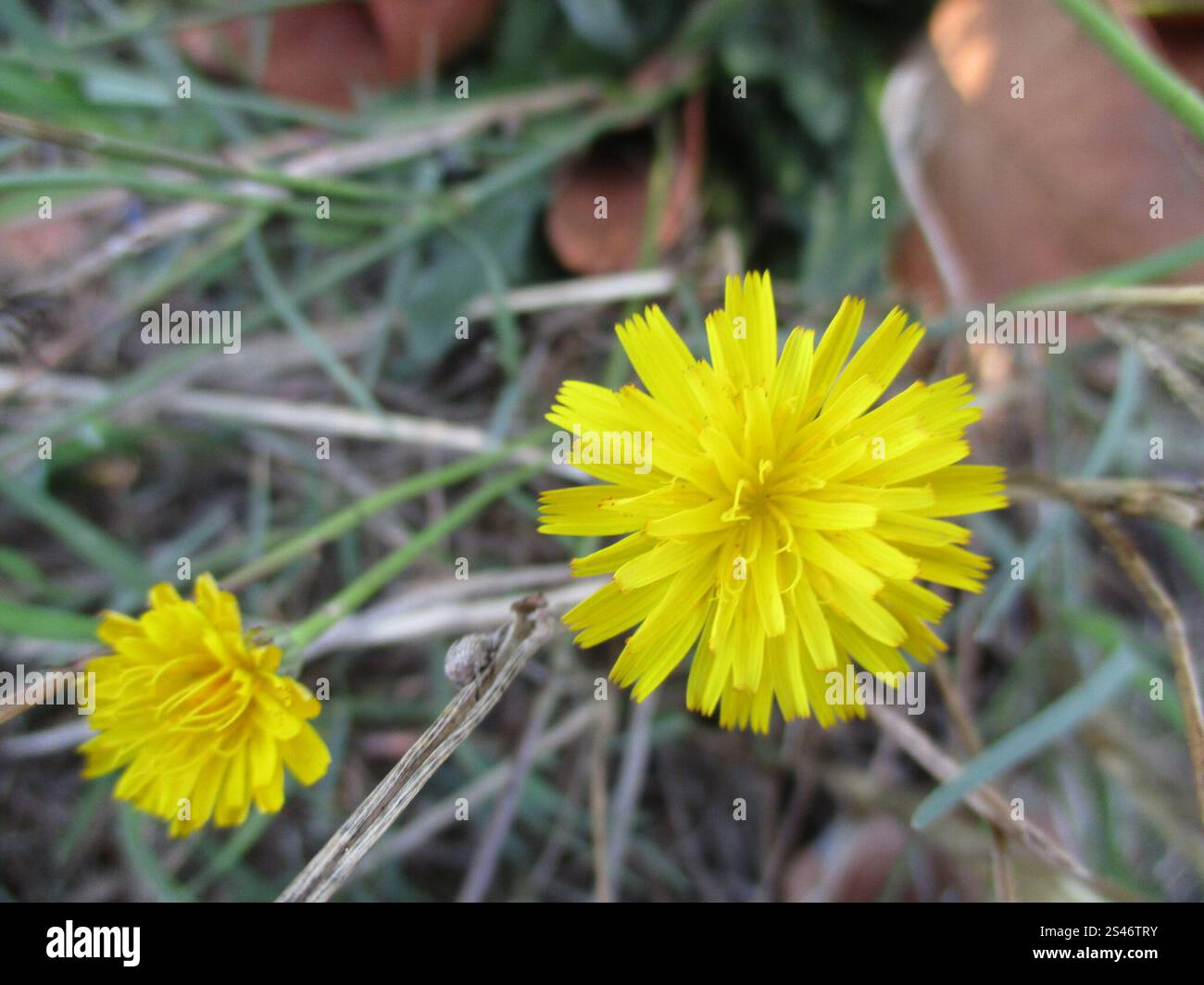 Common Cat's-ear (Hypochaeris radicata Stock Photo - Alamy