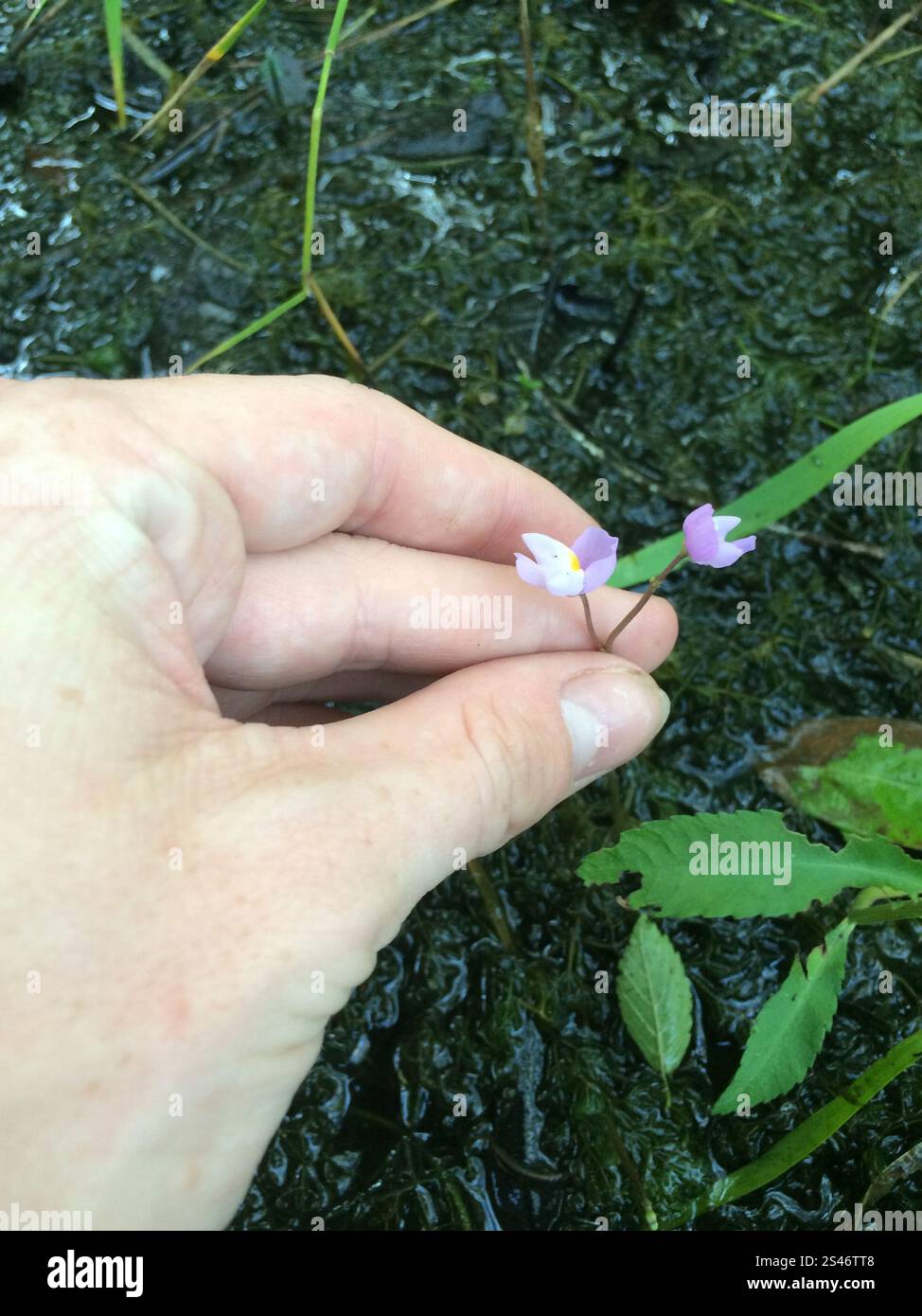 Purple Bladderwort (Utricularia purpurea Stock Photo - Alamy