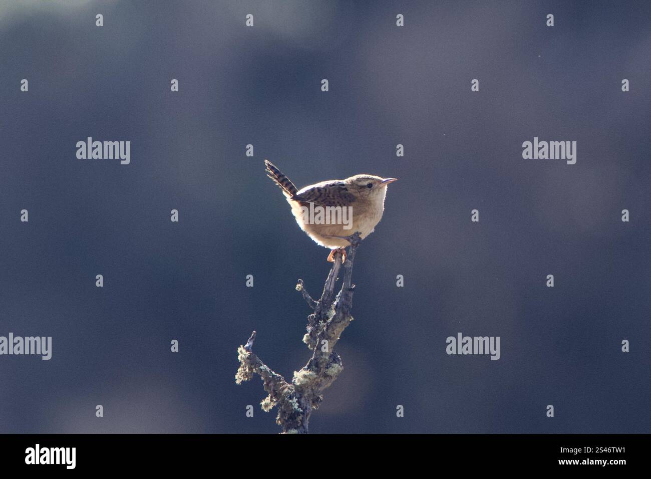 Grass Wren (Cistothorus platensis Stock Photo - Alamy