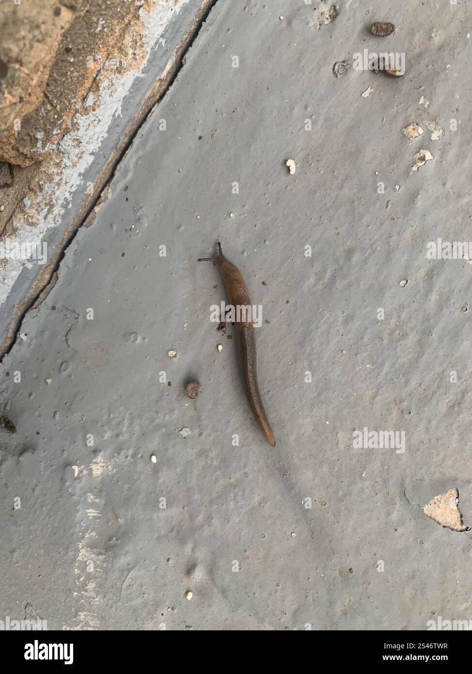 Greenhouse Slug (Milax gagates Stock Photo - Alamy