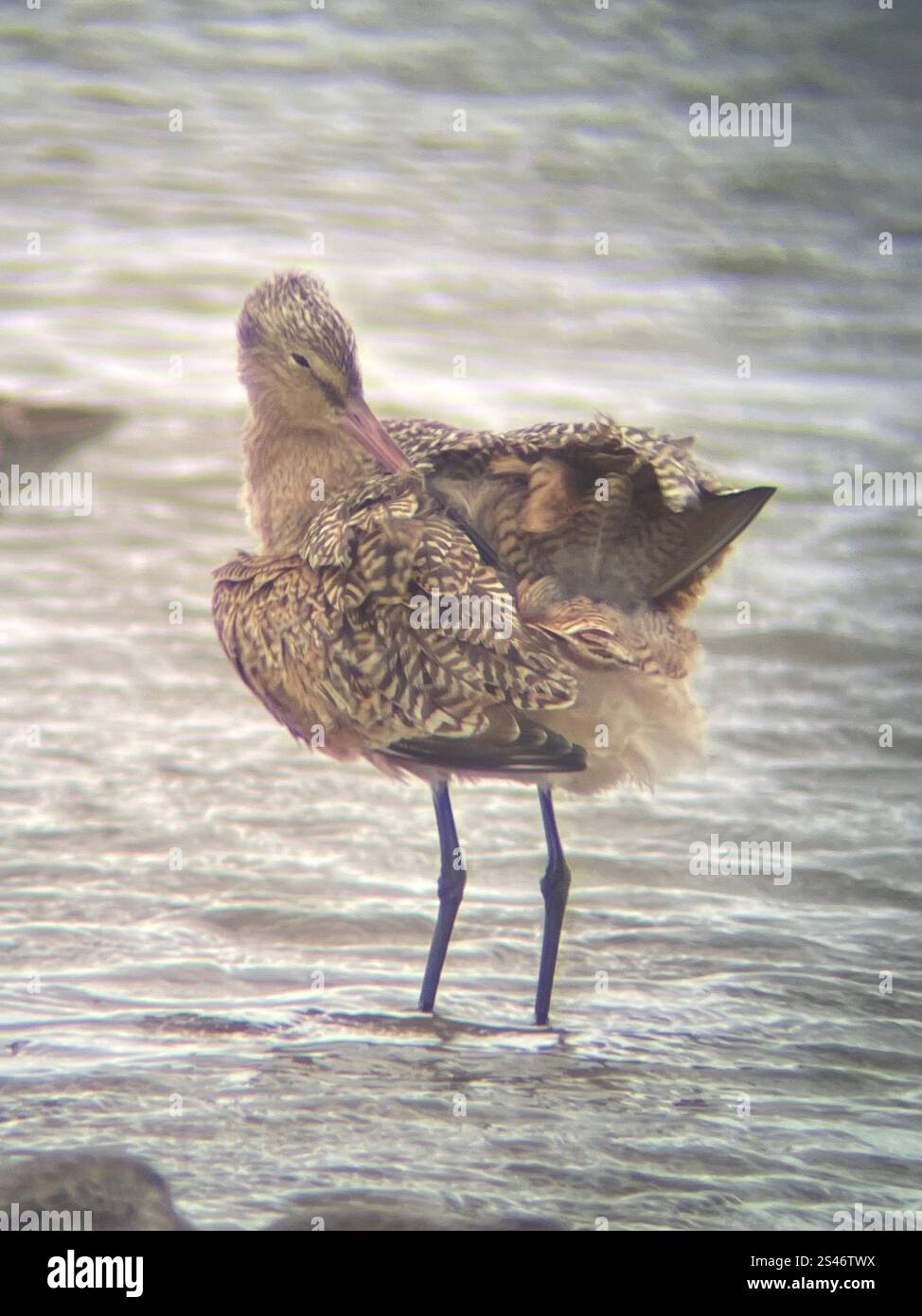 Marbled Godwit (Limosa fedoa Stock Photo - Alamy
