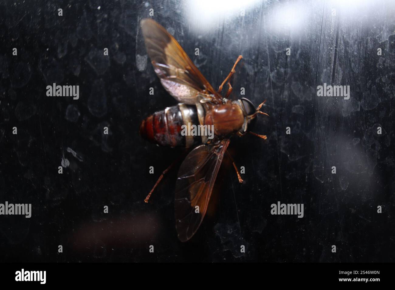 Horse and Deer Flies (Tabanidae Stock Photo - Alamy