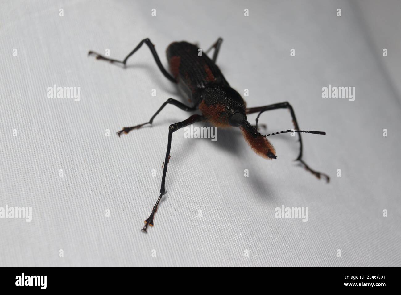 Bearded Weevil (Rhinostomus barbirostris Stock Photo - Alamy