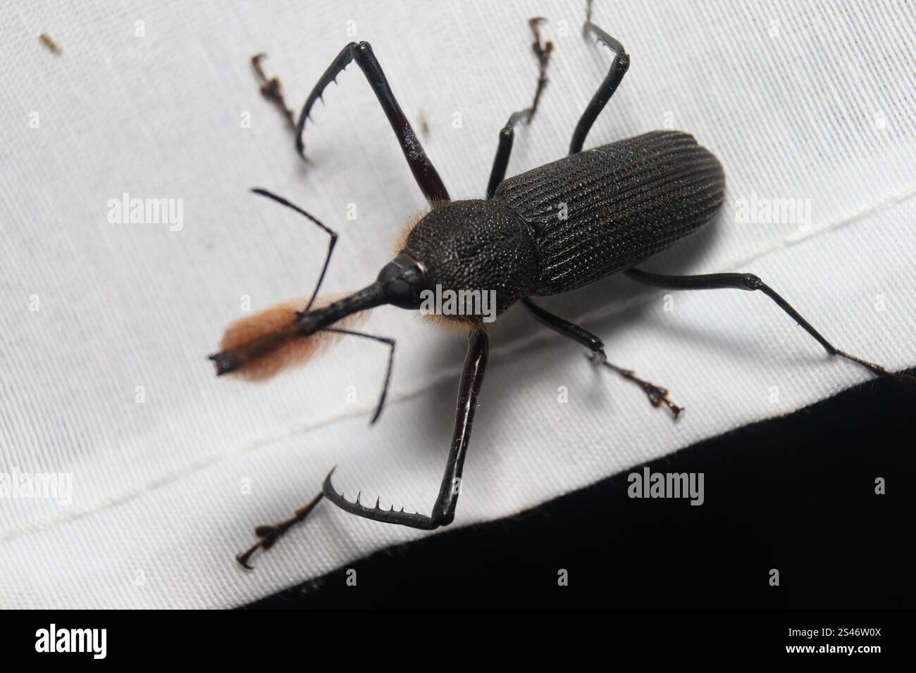 Bearded Weevil (Rhinostomus barbirostris Stock Photo - Alamy