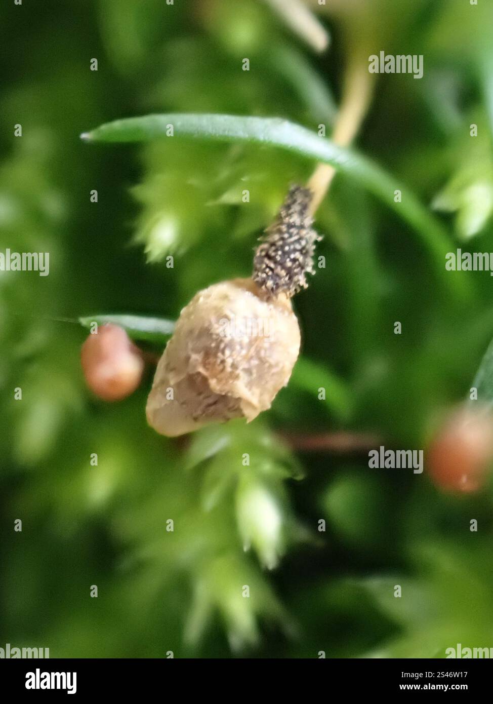 Procumbent Pearlwort (Sagina procumbens Stock Photo - Alamy