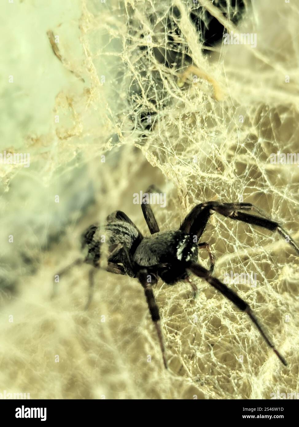 Grey House Spider (Badumna longinqua Stock Photo - Alamy