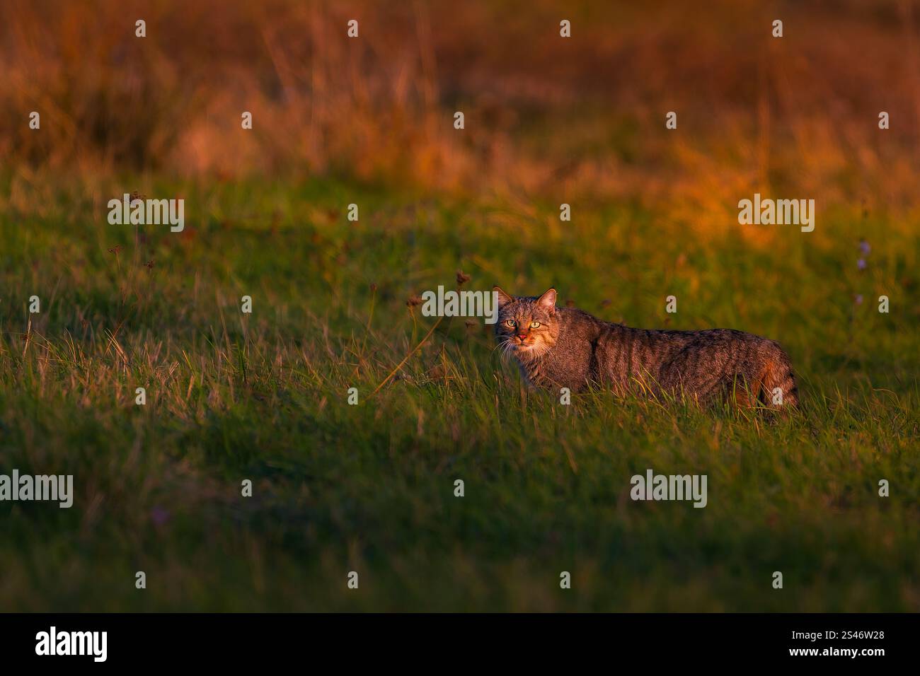 European wildcat (Felis silvestris), adult in the middle of the grass ...