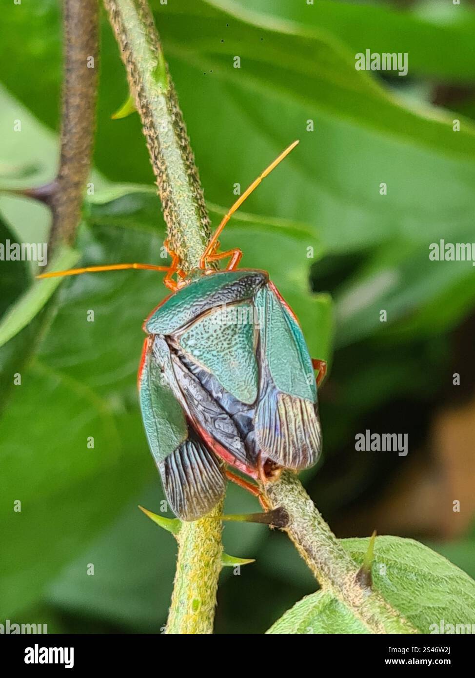 Red-bordered Stink Bug (Edessa rufomarginata Stock Photo - Alamy