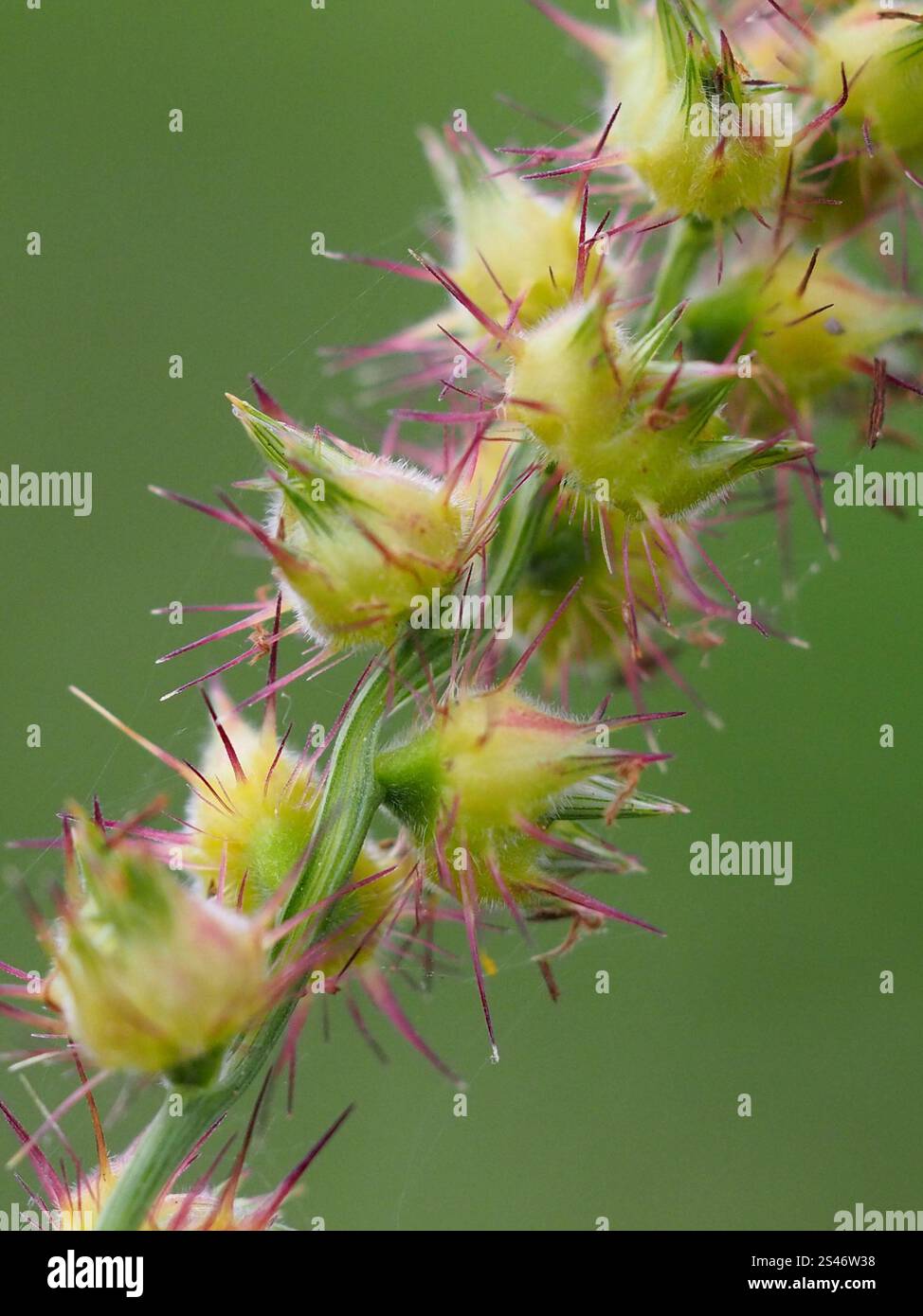 Southern Sandbur (Cenchrus echinatus Stock Photo - Alamy