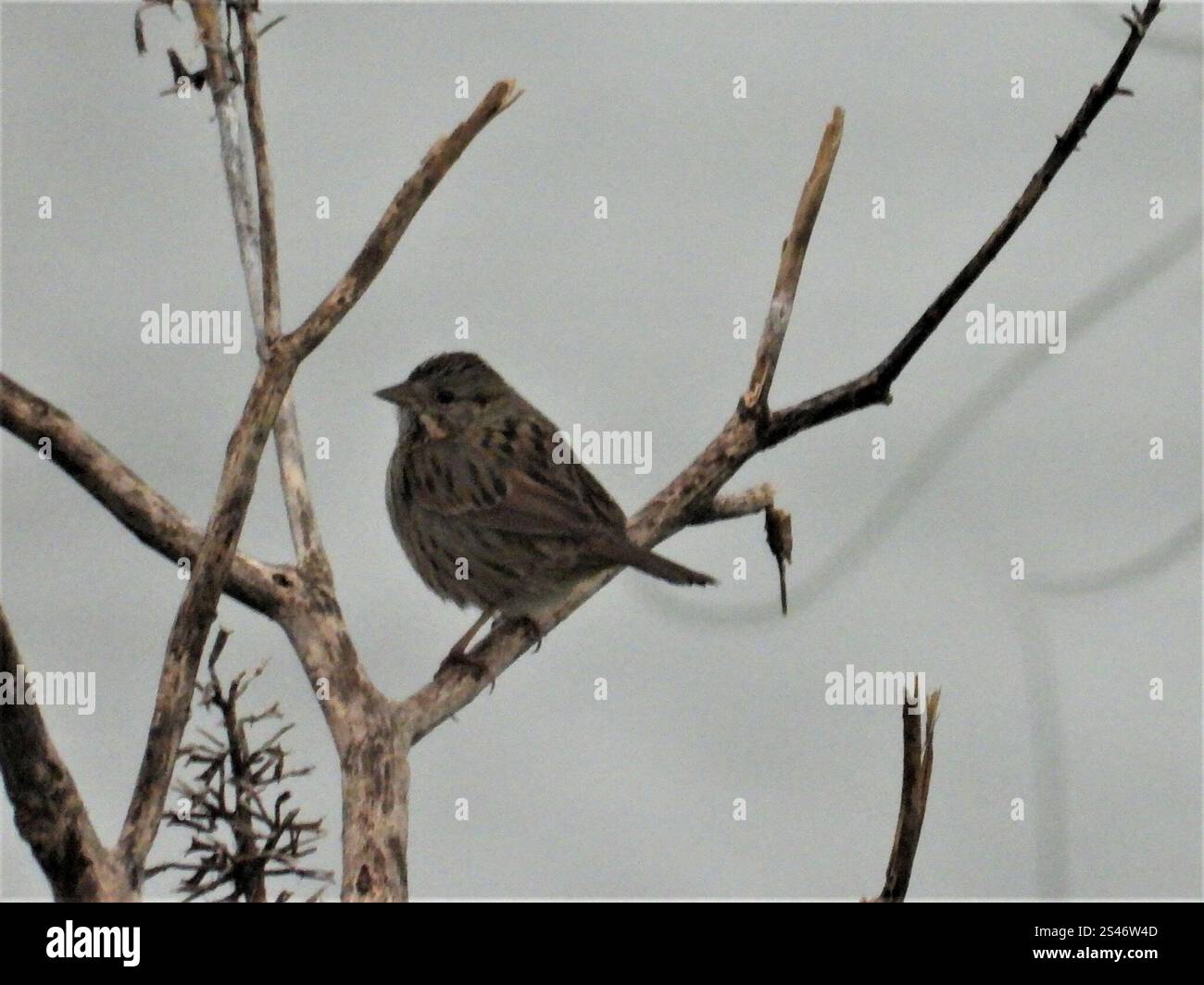 Lincoln's Sparrow (Melospiza lincolnii Stock Photo - Alamy