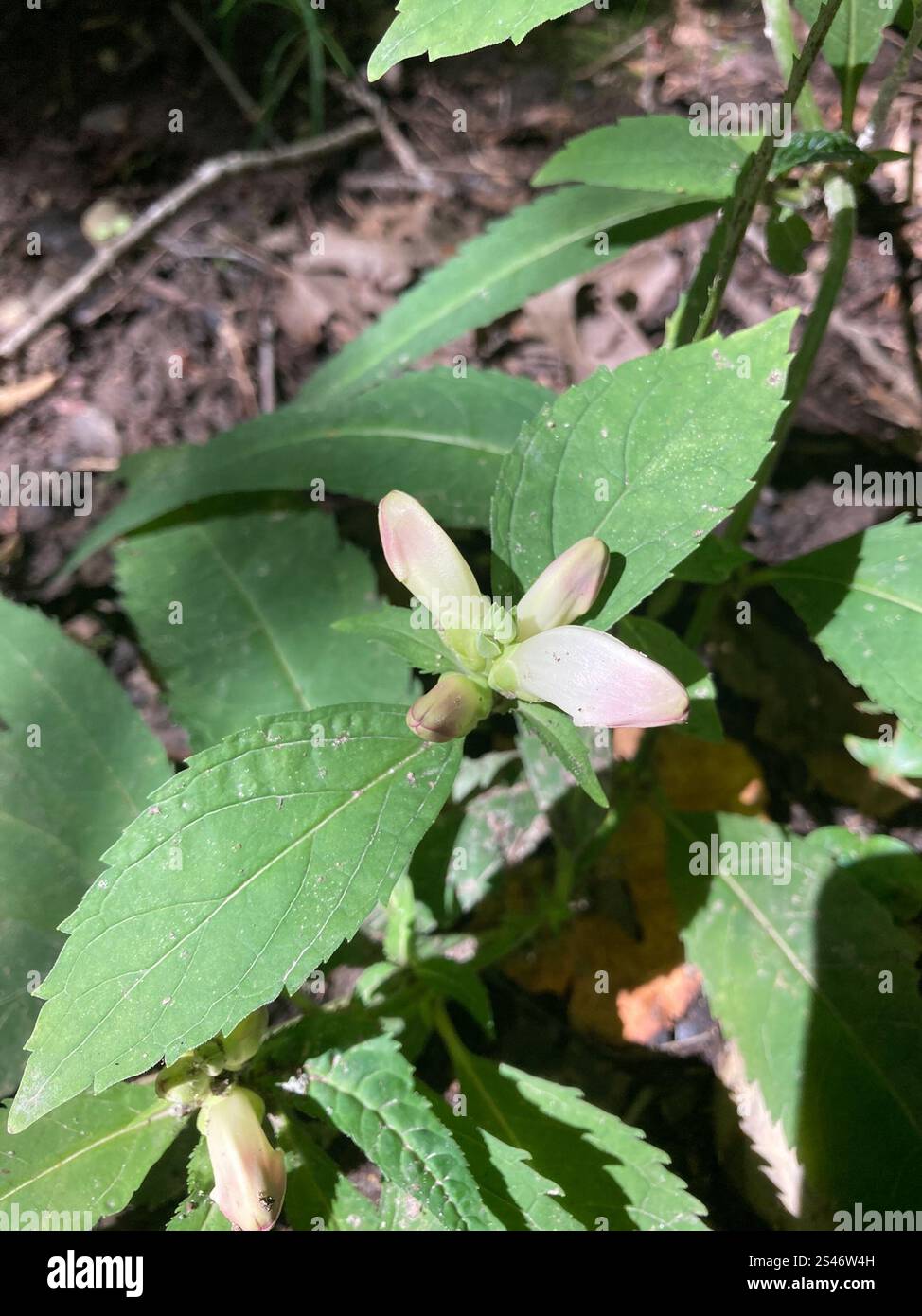 white turtlehead (Chelone glabra Stock Photo - Alamy