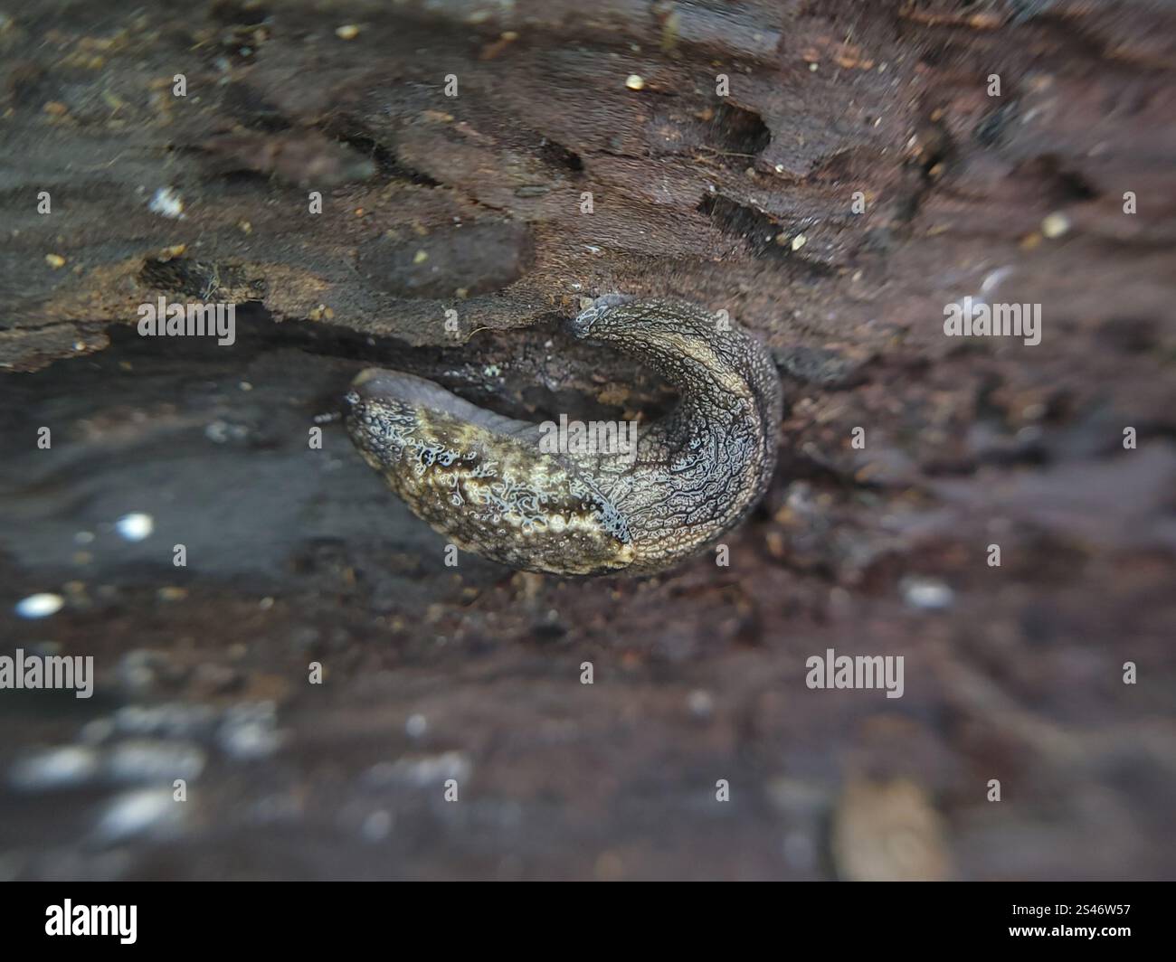 Taildropper Slugs (Prophysaon Stock Photo - Alamy