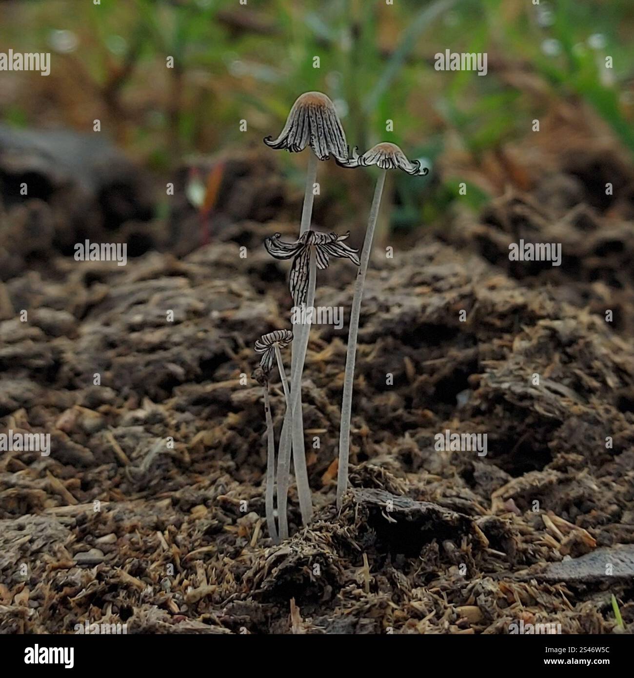Brittlestems and Allies (Psathyrellaceae Stock Photo - Alamy