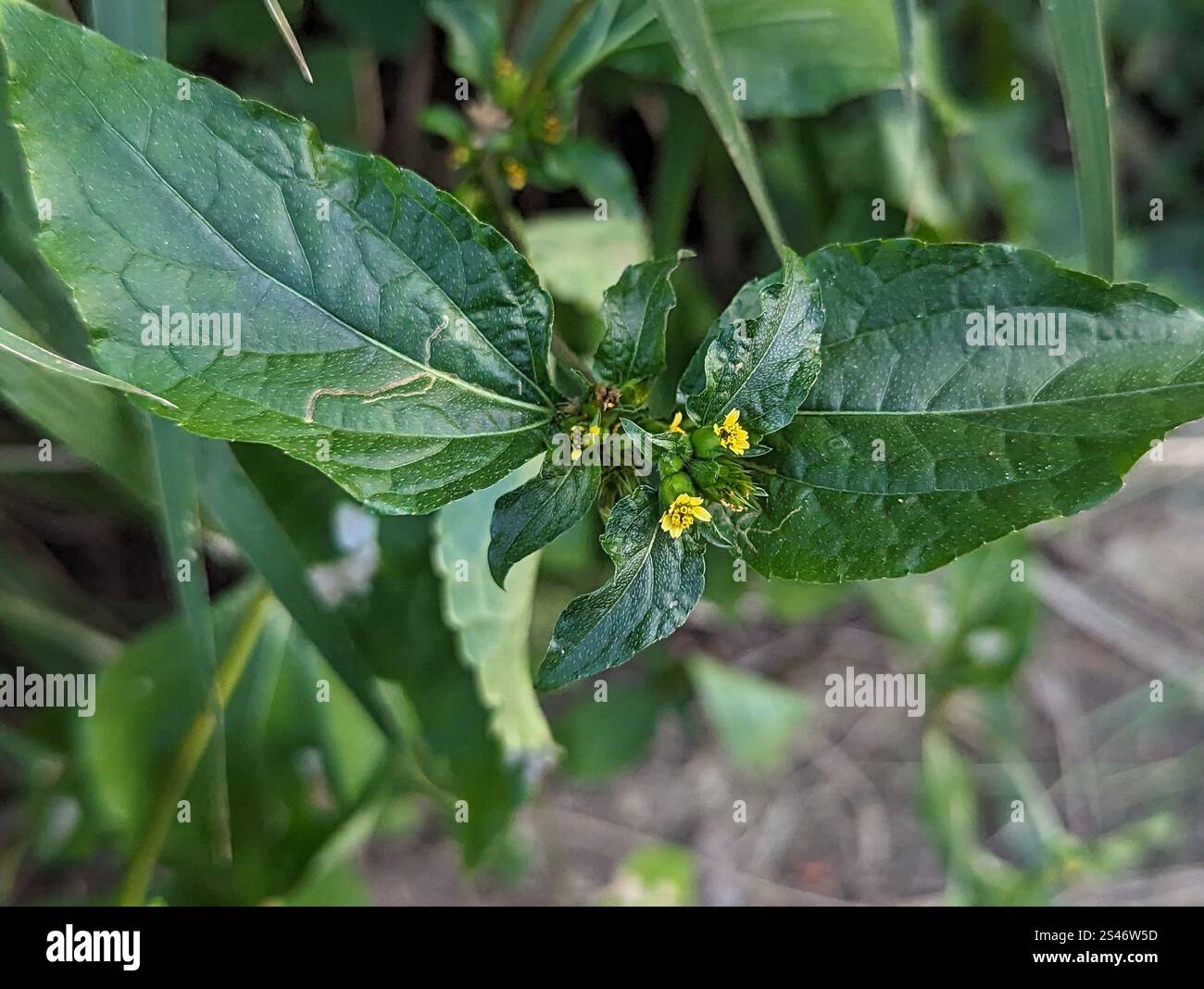 Nodeweed (Synedrella nodiflora Stock Photo - Alamy