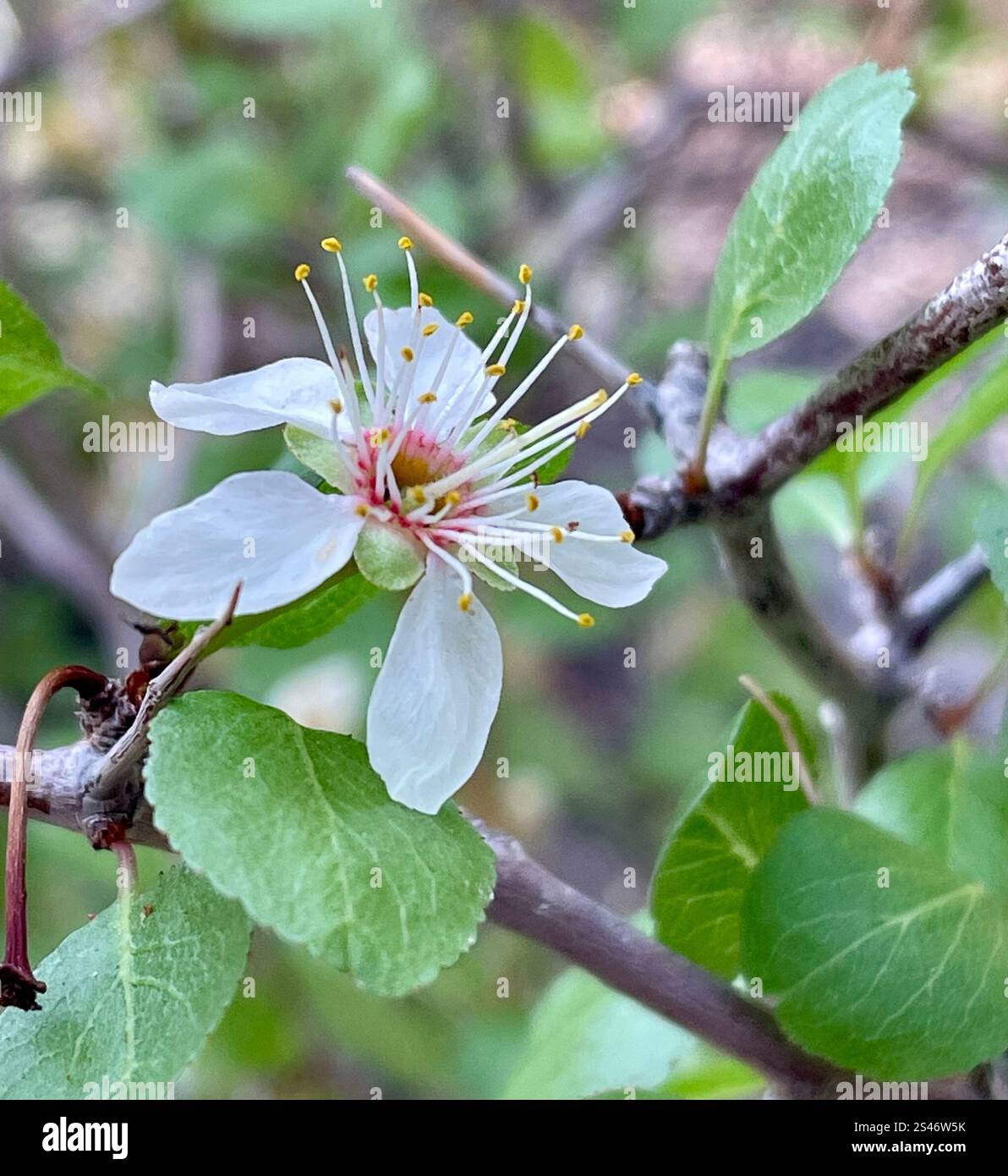 Desert Apricot (Prunus fremontii Stock Photo - Alamy