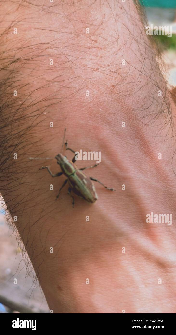 South American Fruit Tree Weevil (Naupactus xanthographus Stock Photo ...