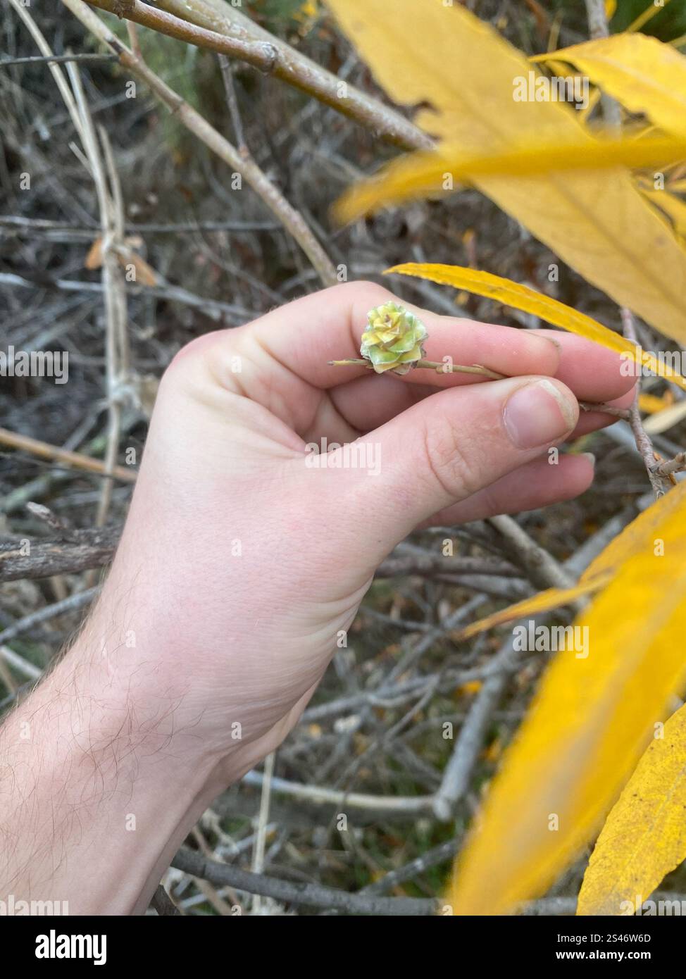 Willow Gall Midges (Rabdophaga Stock Photo - Alamy
