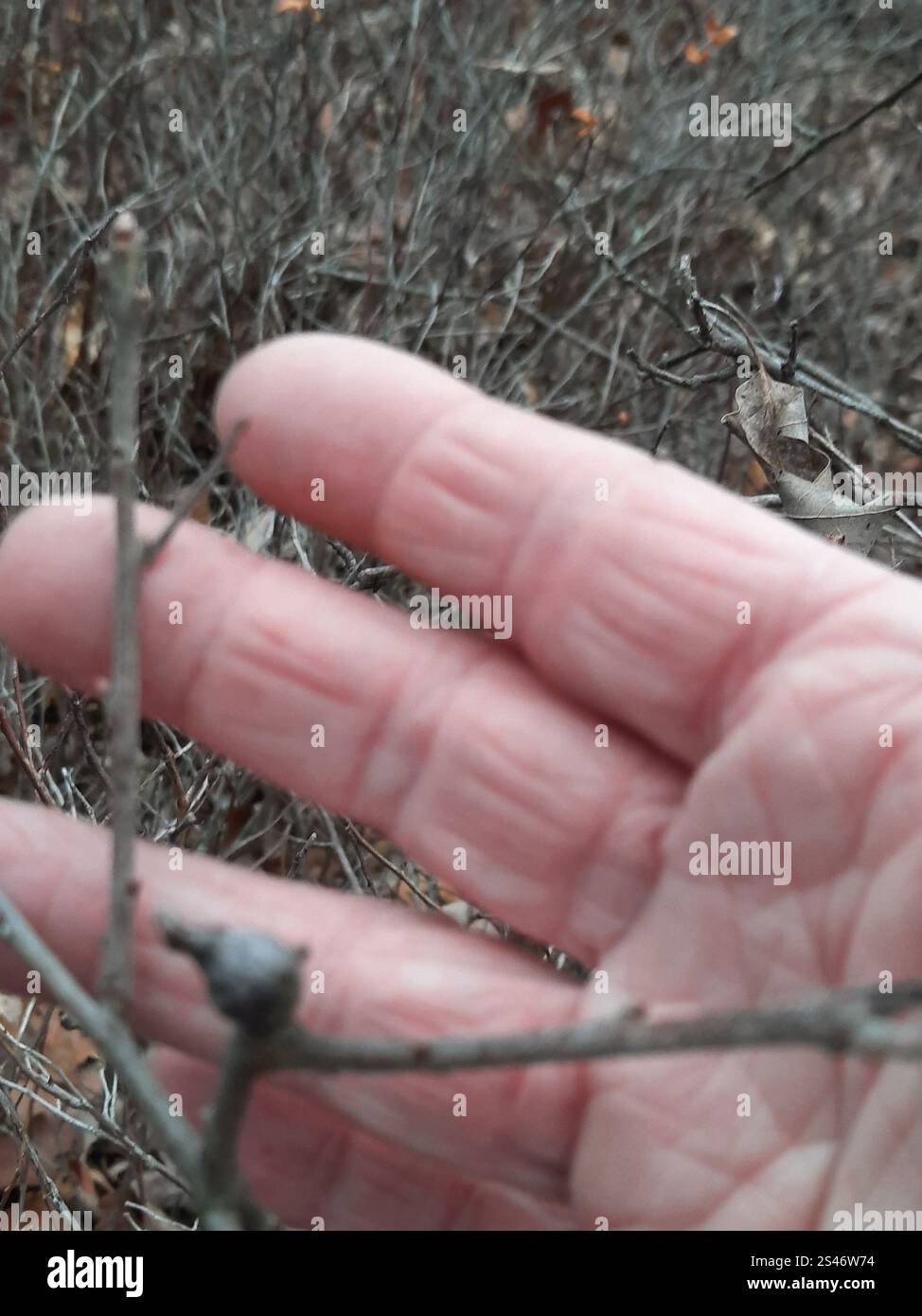 Blueberry Stem Gall Wasp (Hemadas nubilipennis Stock Photo - Alamy