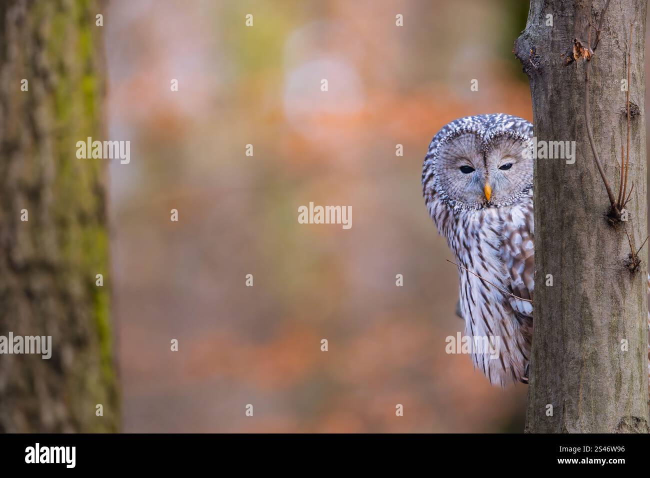 Ural owl romania hi-res stock photography and images - Alamy