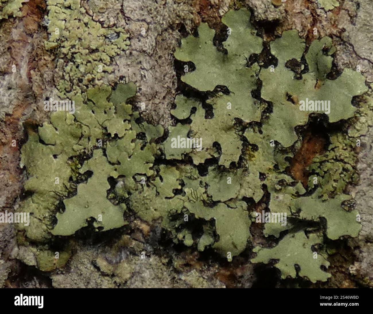 Ruffle Lichens (Parmotrema Stock Photo - Alamy