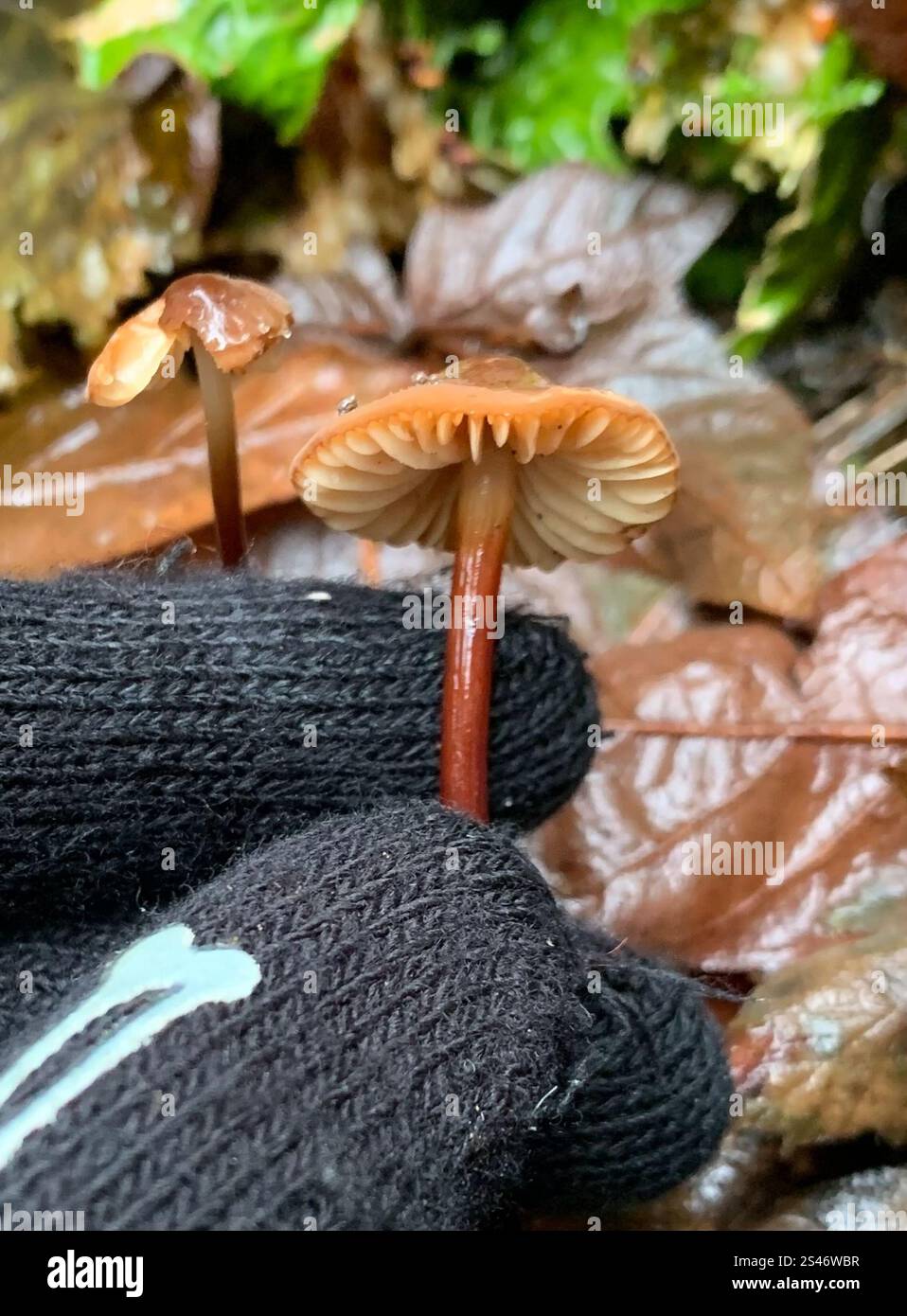 red pinwheel (Marasmius plicatulus Stock Photo - Alamy