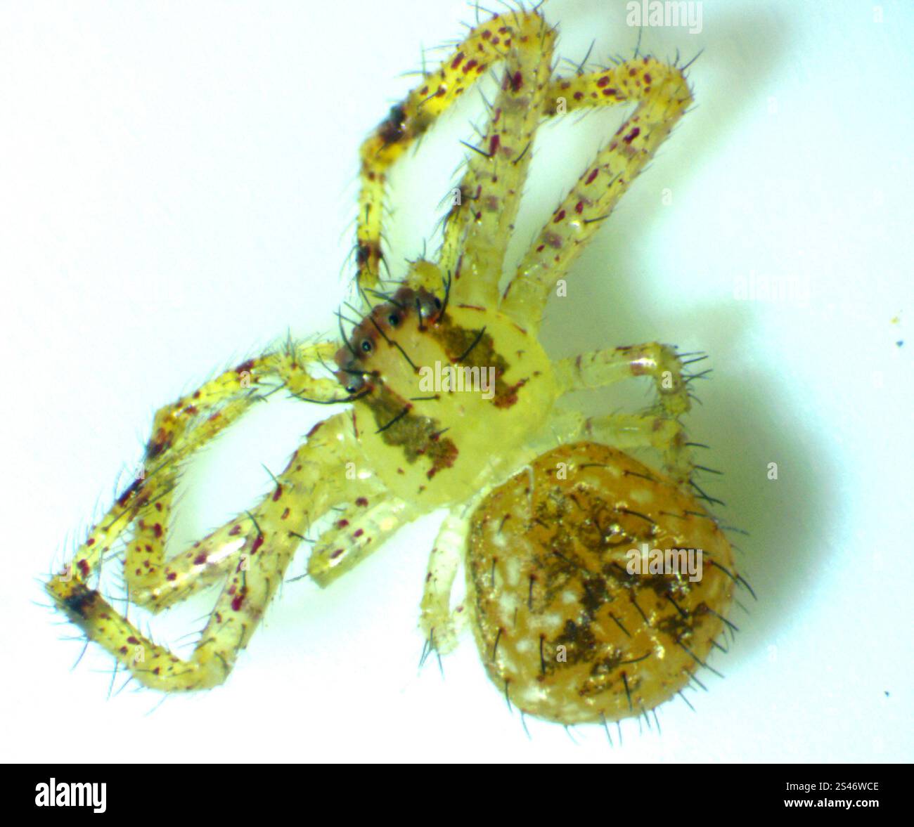 Northern Crab Spider (Mecaphesa asperata Stock Photo - Alamy