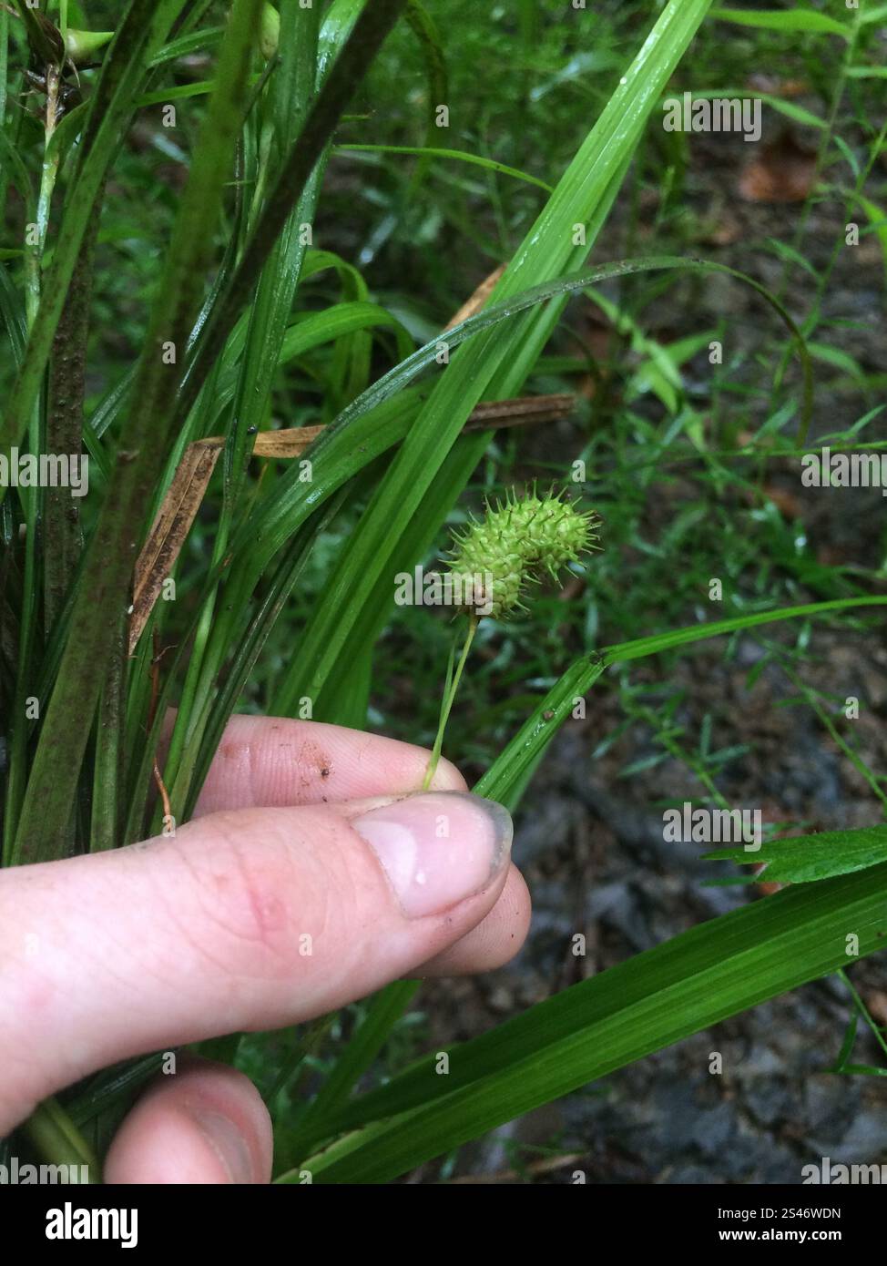 cattail sedge (Carex typhina Stock Photo - Alamy