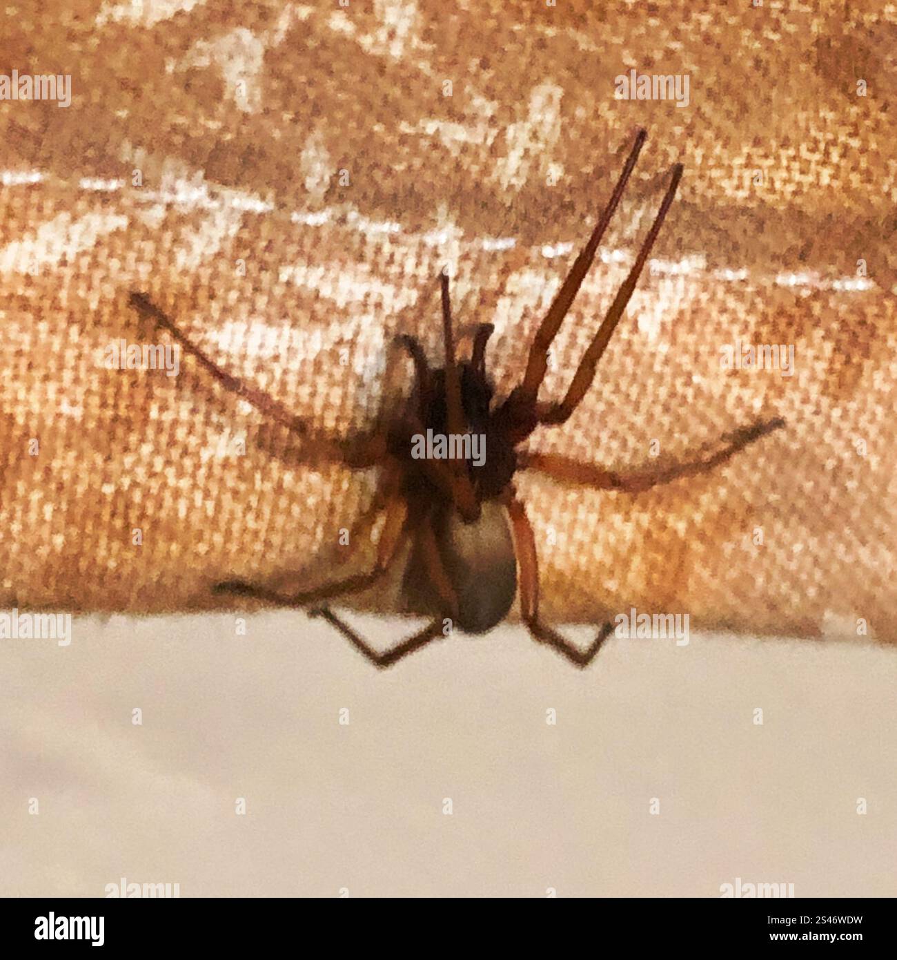 Broad-Faced Sac Spiders (Trachelidae Stock Photo - Alamy