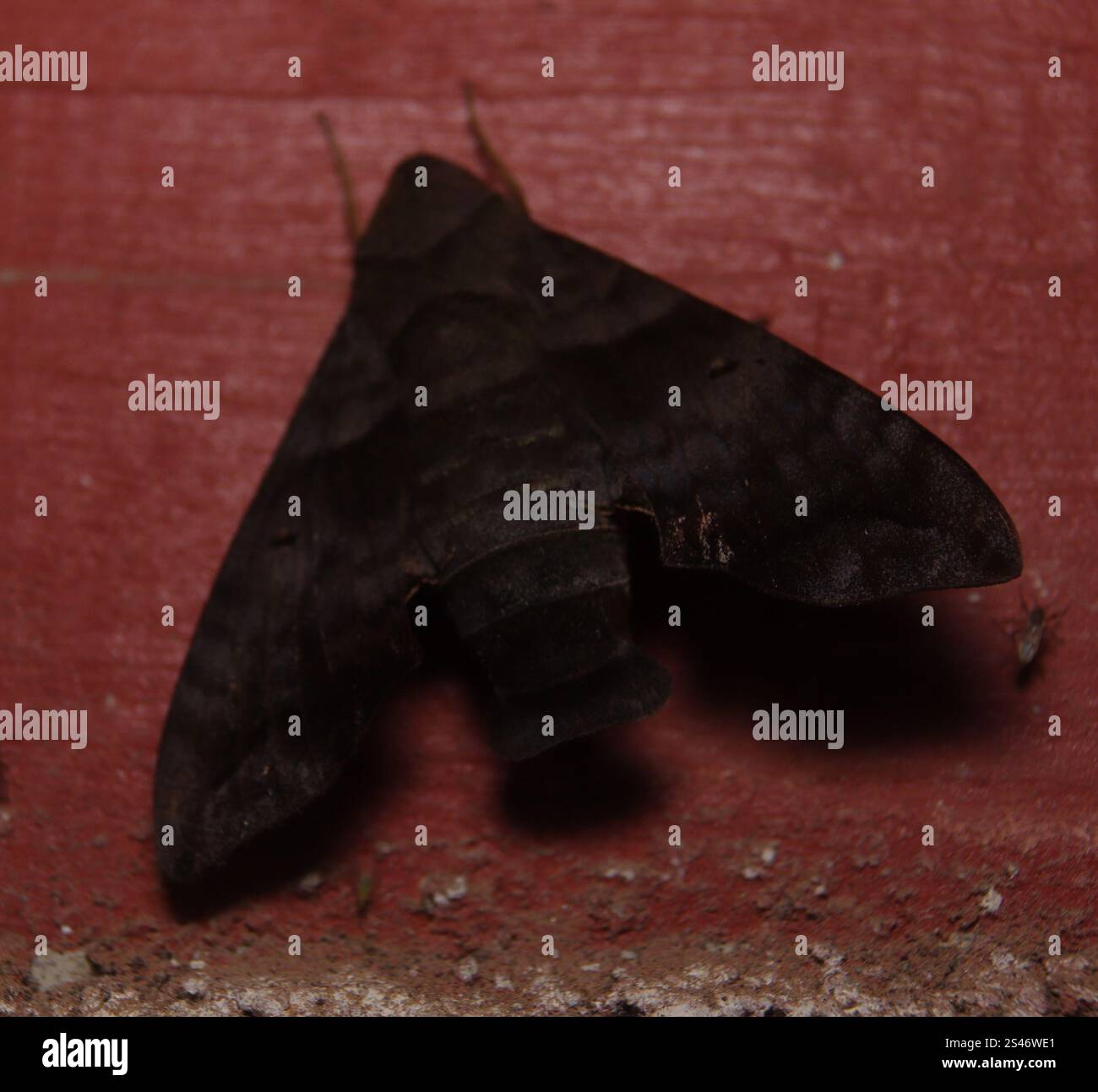 Half-blind Sphinx (Perigonia lusca Stock Photo - Alamy