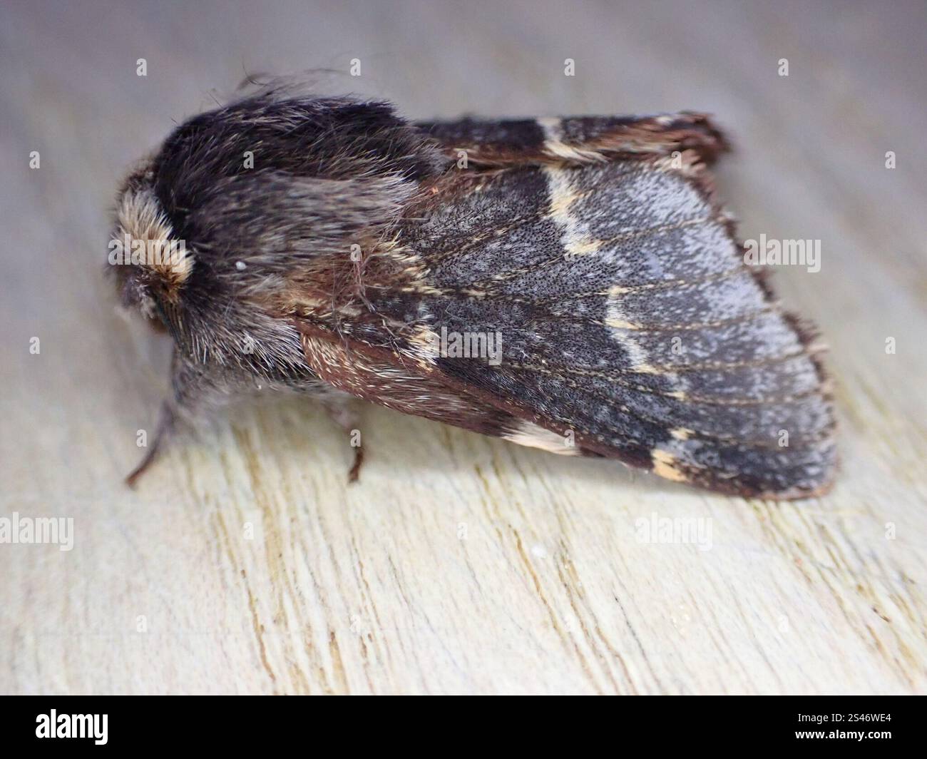 December Moth (Poecilocampa populi Stock Photo - Alamy