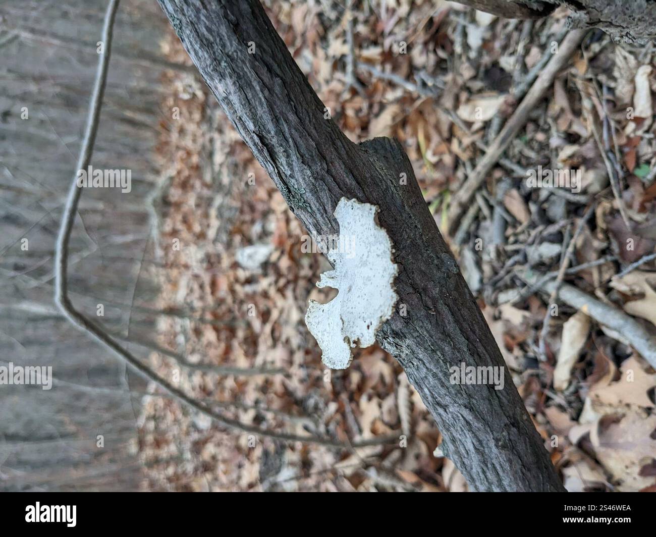 hexagonal-pored polypore (Neofavolus alveolaris Stock Photo - Alamy