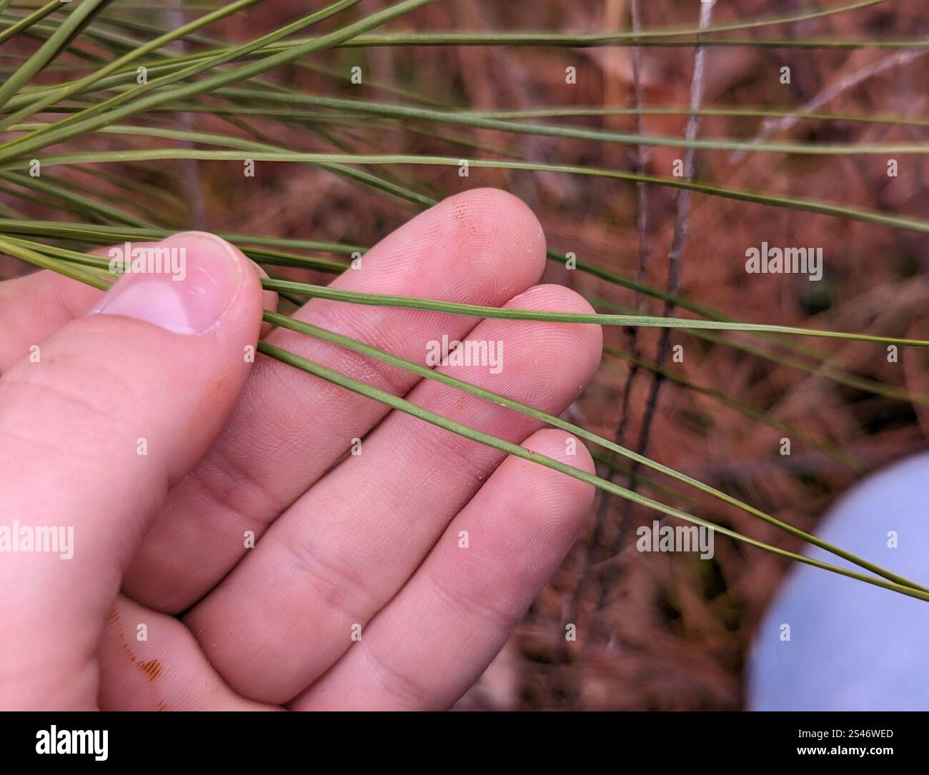 loblolly pine (Pinus taeda Stock Photo - Alamy