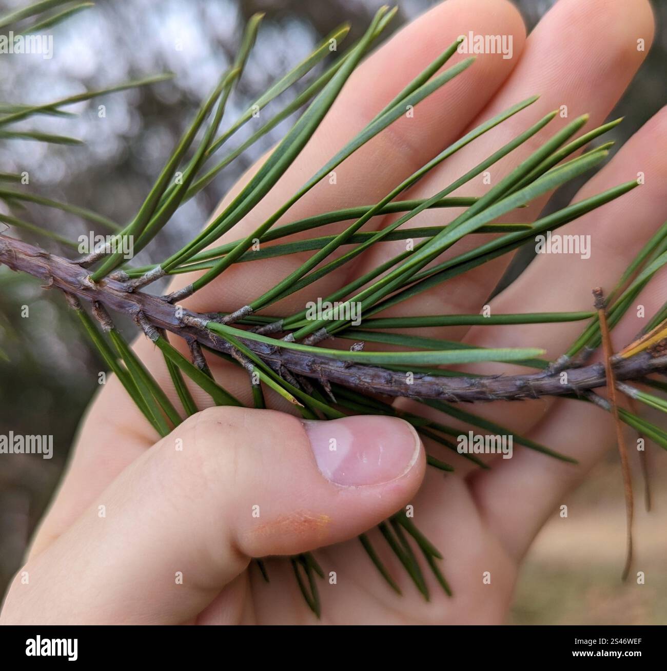 Virginia pine (Pinus virginiana Stock Photo - Alamy